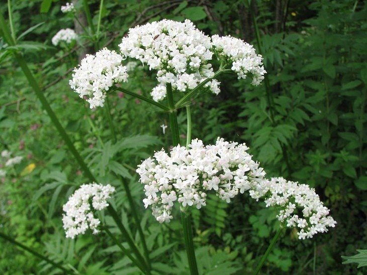 The Health Benefits of Valerian – Green Lifestyle Market